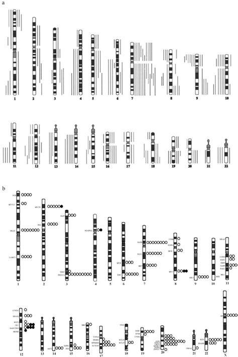 Illustration Of Chromosomal Imbalances Detected In Glioblastoma Download Scientific Diagram