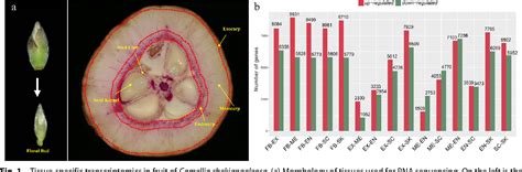 Figure 1 From Tissue Specific Transcriptomics Reveals A Central Role Of