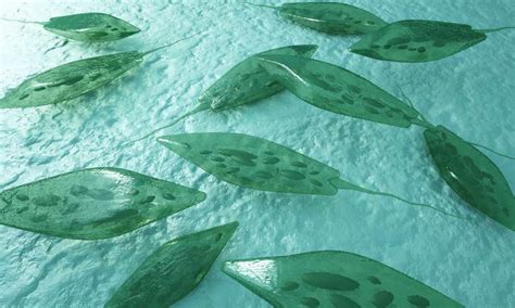 What Is Chlorella Riching Nutrition