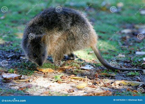 Australian Quokka On Rottnest Island Perth Australia Royalty Free