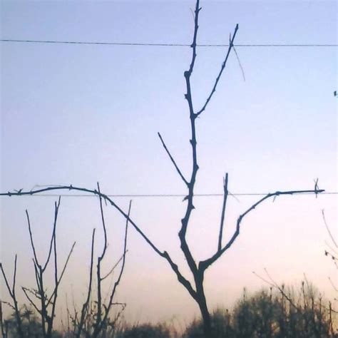 Sofeli Tergvisi თერგვისი