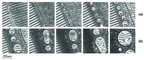 A Phase Structure For Decomposition Zone Ii Upon Reaching 32 • C And