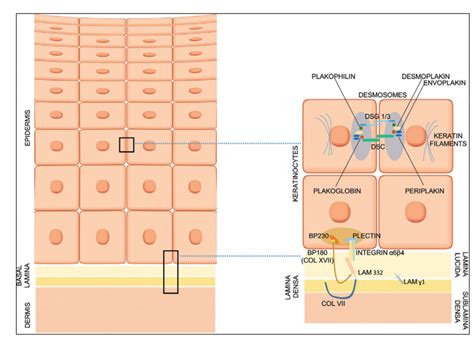 天疱疮与类天疱疮如何区分？从机制到诊断和治疗，一文盘点！医学界 助力医生临床决策和职业成长