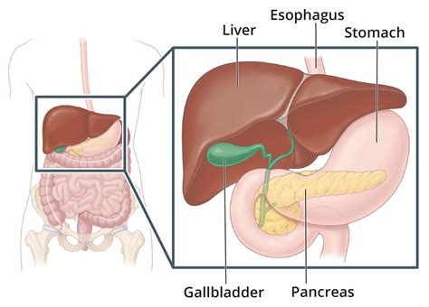 Gallbladder Slide With Labels