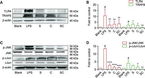 Sc Downregulated Key Proteins And Kinases In The Tlr4 Traf6 Mapk