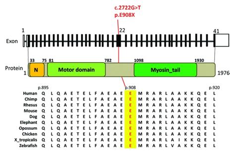 A Human De Novo Mutation In Myh10 Phenocopies The Loss Of Function