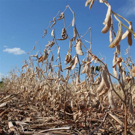 Plant Disease Data Kaggle Plant Disease Data Kaggle