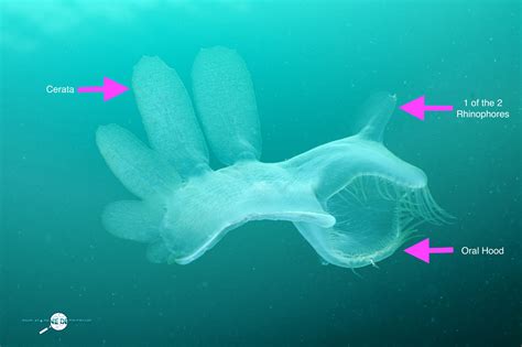 Hooded Nudibranchs And Their Eggs The Marine Detective