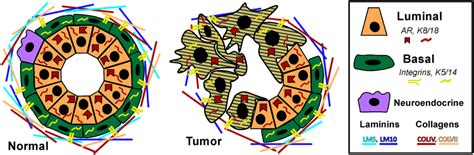 Prostate Epithelial Gland Structure The Normal Prostate Epithelium Is Download Scientific