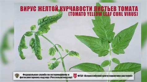 Raspberry Leaf Curl Virus Treatment Lasopawelove