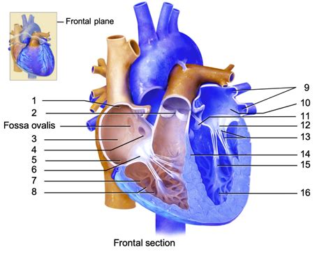 Solved Label Please Aortic Semilunar Valve Bicuspid Valve Mitral