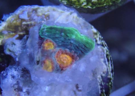 My Miamicrazy Fox Chalice Pack Reef2reef