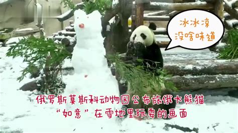 我踢！我推！旅俄大熊猫对雪人施展“中国功夫” 凤凰网视频 凤凰网