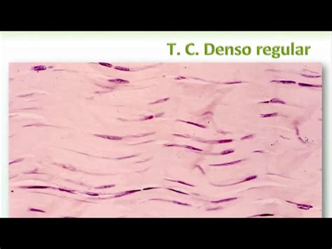 Tejido Conectivo Denso Denso Regular Tejido Conectivo Denso Denso Regular