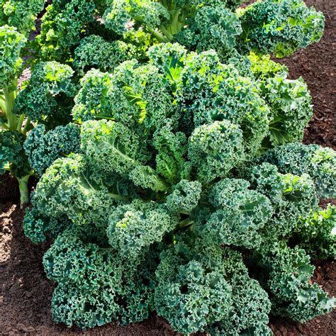 9 Best Kale Varieties To Add To Your Healthy Leafy Green Vegetable Garden