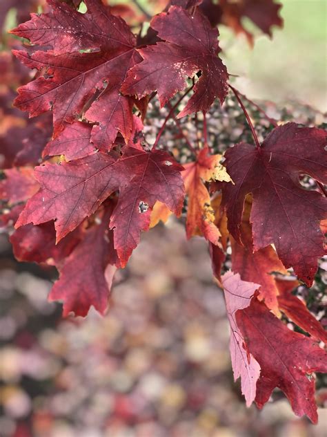 树叶 枝杈 落下 Pixabay上的免费照片 Pixabay