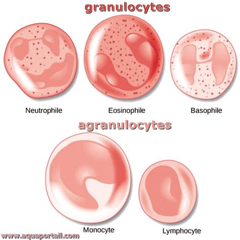 Granulocyte Définition Et Explications