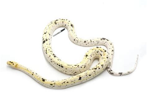 Reticulated Python Morphs