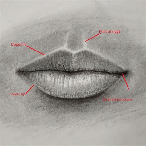 How To Draw Lipsfront View Lov4arts Lip Drawing