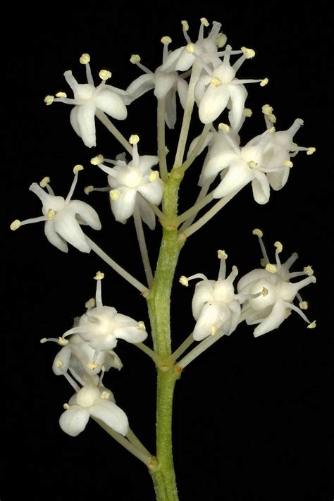 Maianthemum Bifolium L Fwschmidt Plants Of The World Online