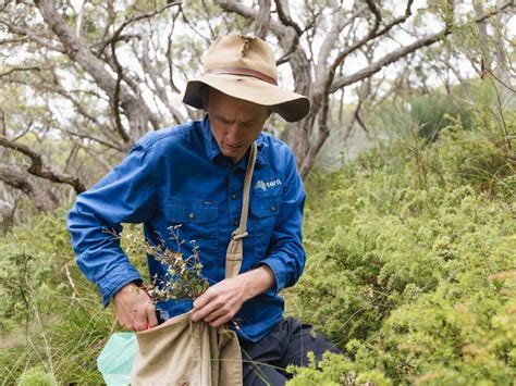 Tern Ecosystem Research Infrastructure School Of Biological Sciences