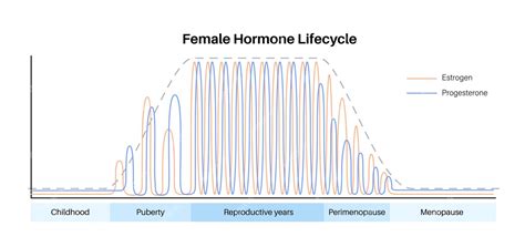 Premium Vector Female Hormones Lifestyle Graph Estrogen End