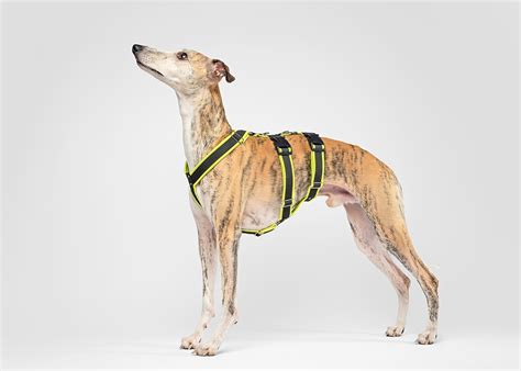 Greyhound Harness Leash