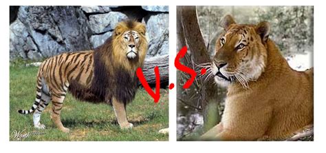 Liger Vs Tigon Fight