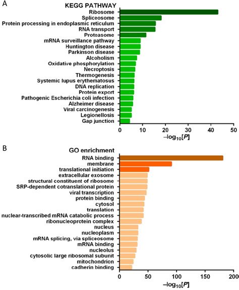 A Kegg Pathway Analysis Of Pd L1 Interacting Protein B Go Gene