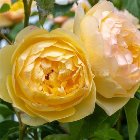 Frances Meyer Youtube