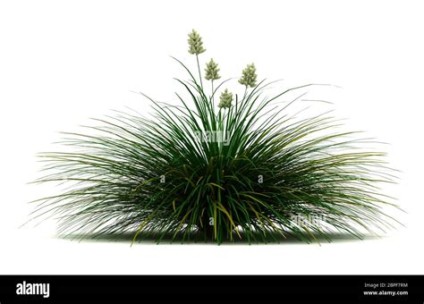 Blue Bunchgrass Cut Out Stock Images And Pictures Alamy