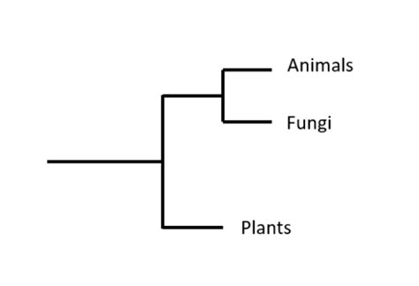 Mycology Quiz Review Flashcards Quizlet