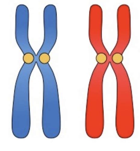 Ib Biology Topic 10 1 Meiosis Flashcards Quizlet