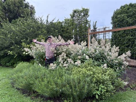 Giant Fleece Flower Surfing Hydrangea Nursery Inc