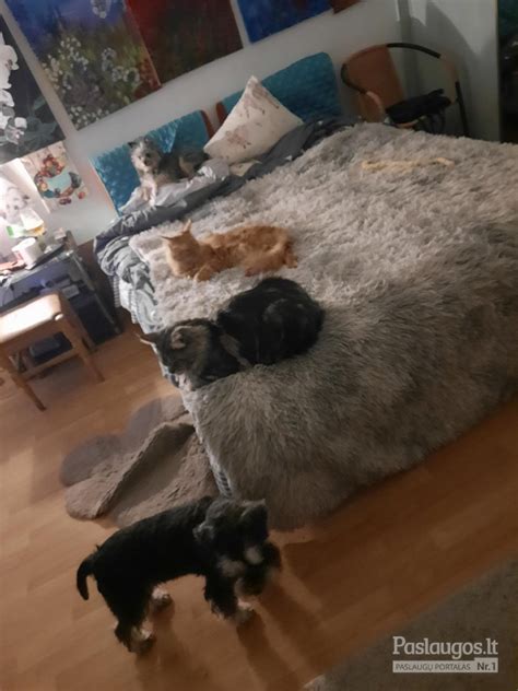 Šunų Kirpykla Vilnius Prižiūriu šunis Kates Bei Kitus Gyvūnus Nuosavame Darbų Pavyzdžių