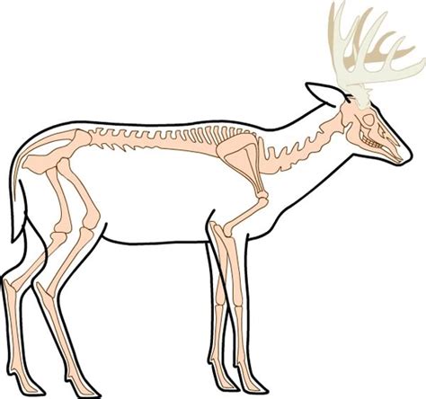 Free Lower Back Skeleton Diagram Download Free Lower Back Skeleton