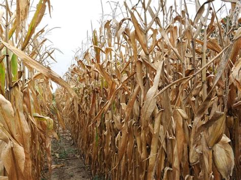 Barbecue Charcoal Production Line For Making Bbq Charcoal