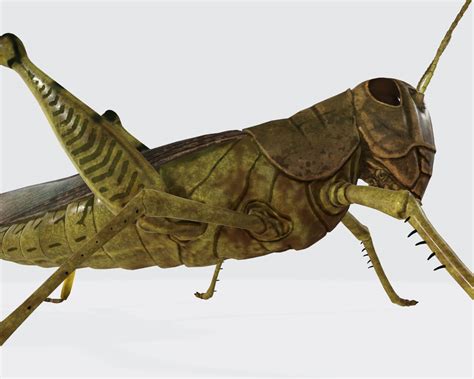 Grasshopper Insect Animal 3d Model By Dawnhurt