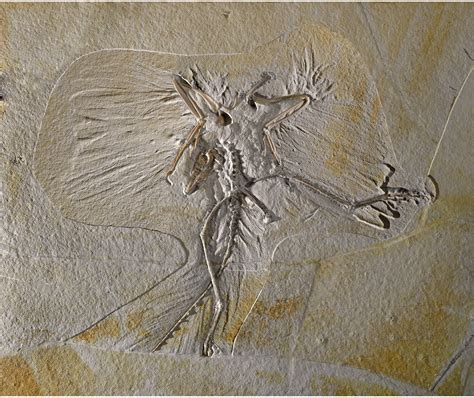 Evolution Bird Fossils At Hazel Anderson Blog Evolution Bird Fossils At Hazel Anderson Blog