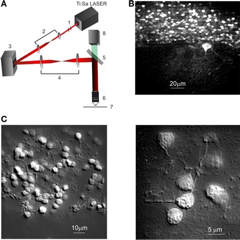Spatial Light Modulator—two Photon Microscope Slm 2pm A Schematic Download Scientific