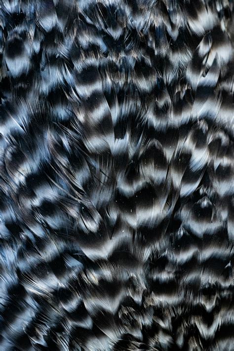 A Close Up Of A Birds Feathers Pattern Photo Free Texture Image On