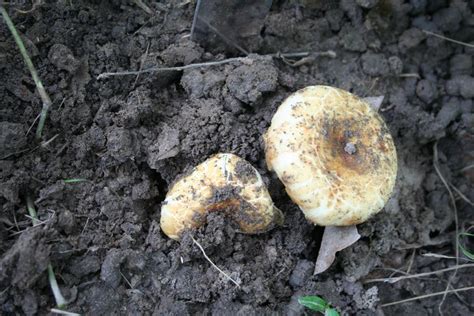 Dao Lamèga Maba Assessing The Conservation Status Of Wild Useful