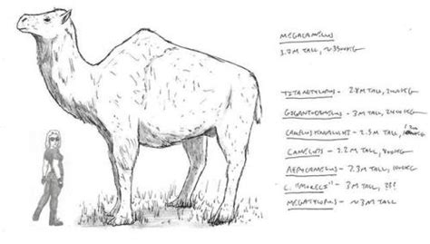 Megacamelus Tumblr
