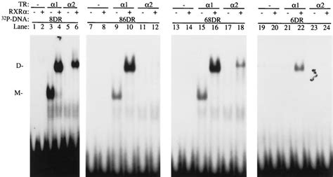 Trrxr Heterodimerization On Direct Repeat Tres The Binding Of Trrxr