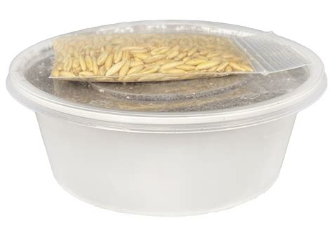 Catnip Garden® Cat Grass Kit Multipet