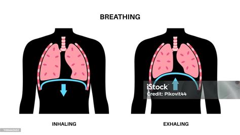 Breathing Process Poster Stock Illustration Download Image Now