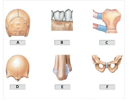 Api Lab Ch 7 Ppt Qs Flashcards Quizlet