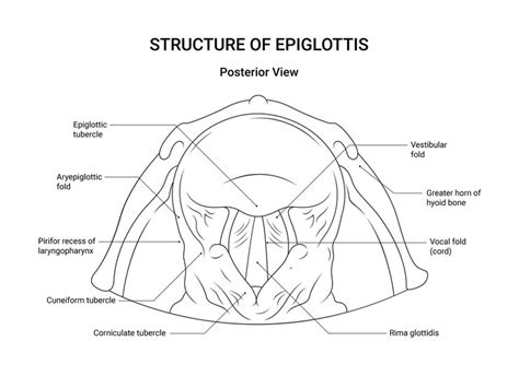 Premium Vector Schematic Diagram Of Epiglottis Posterior View In Line