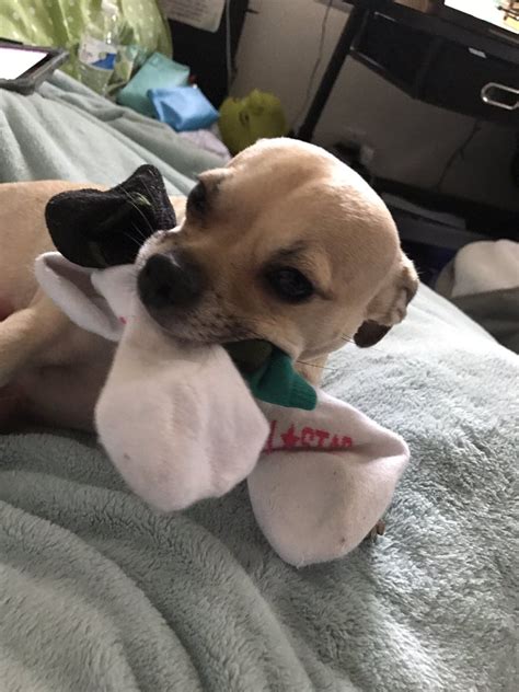 Deb Moll Deb Moll Twitter