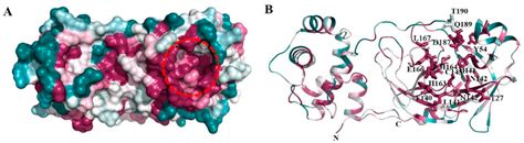 Consurf Analysis Of Mpro Structure Consurf Analysis Showing Conserved Download Scientific